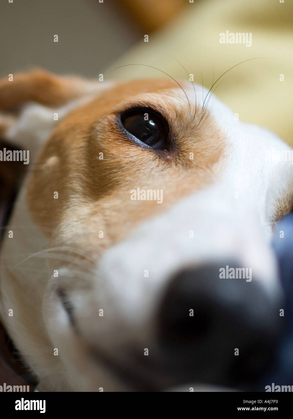 Gypsy dogs hi-res stock photography and images - Alamy