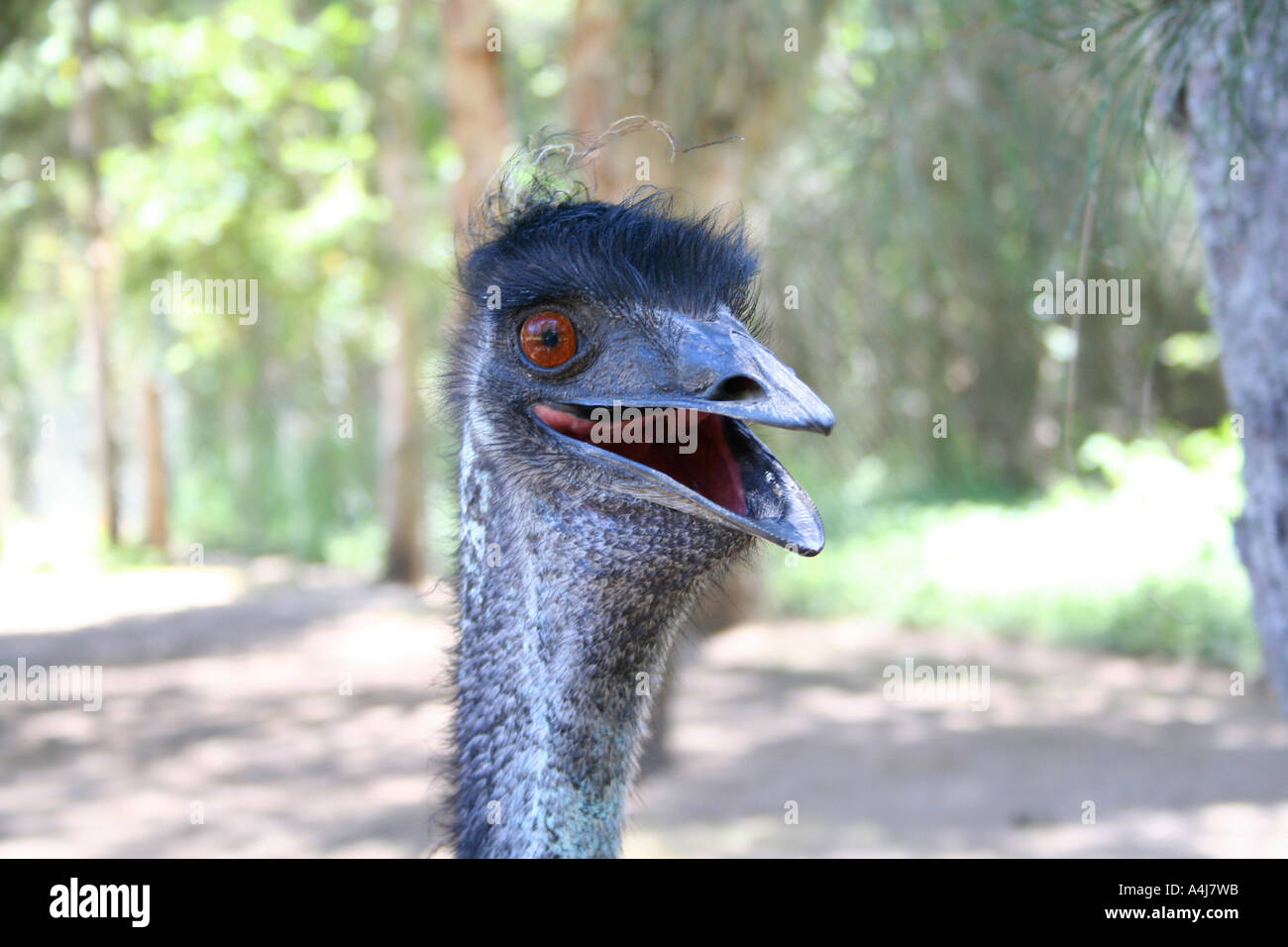 Australian EMU looking at camera Stock Photo - Alamy