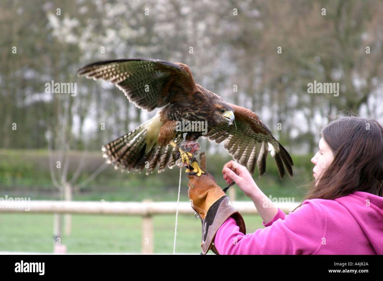 Harris hawk returning to hand after a birds of prey flying and falconry ...