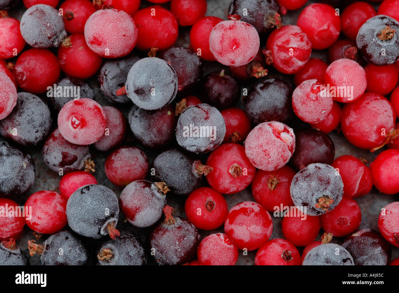 Frozen red currents hi-res stock photography and images - Alamy