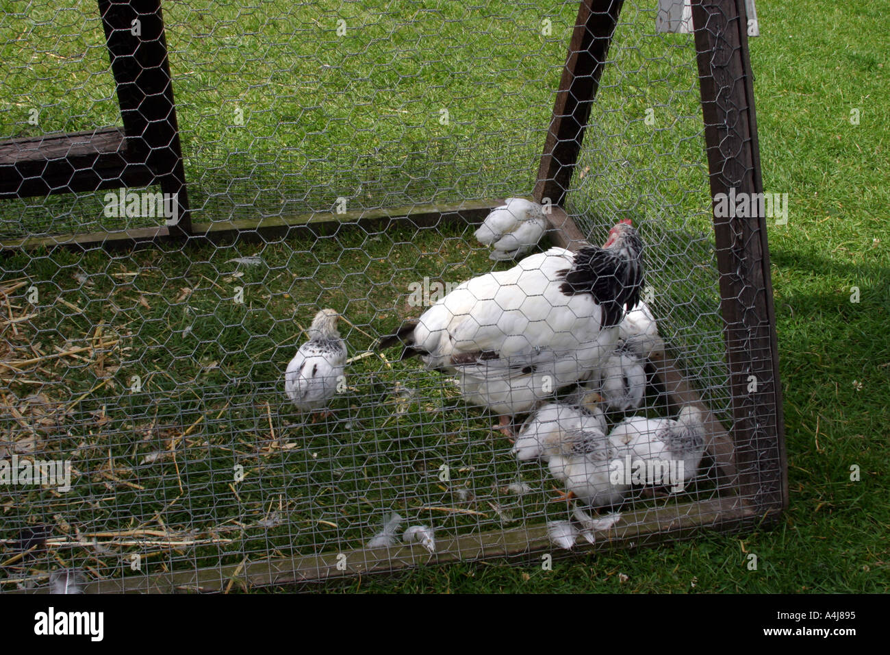 White chickens in a poultry ark Stock Photo - Alamy