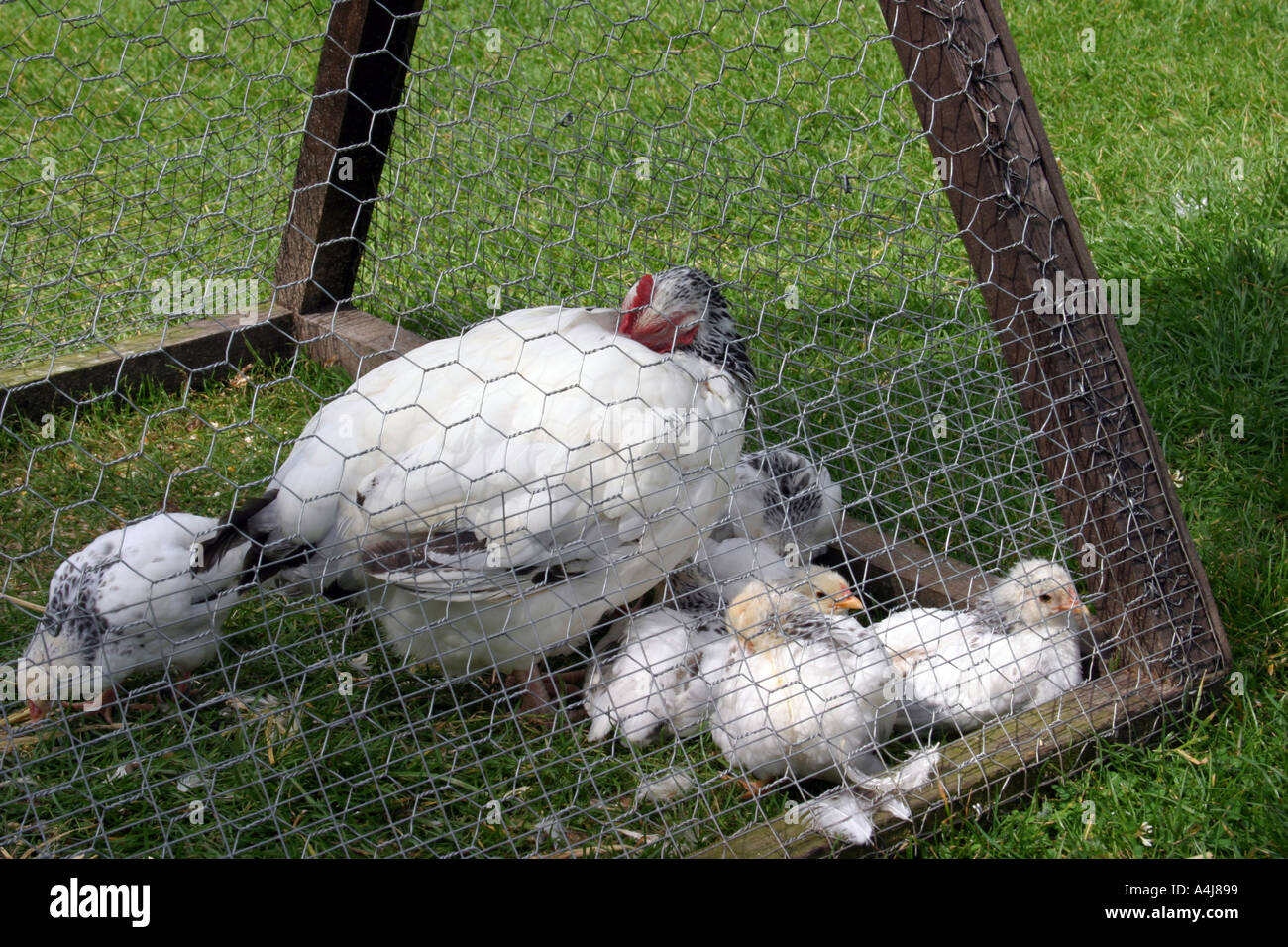 White chickens in a poultry ark Stock Photo - Alamy