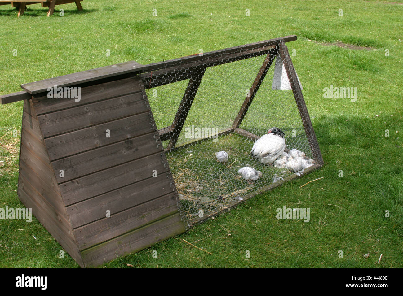 White chickens in a poultry ark Stock Photo - Alamy