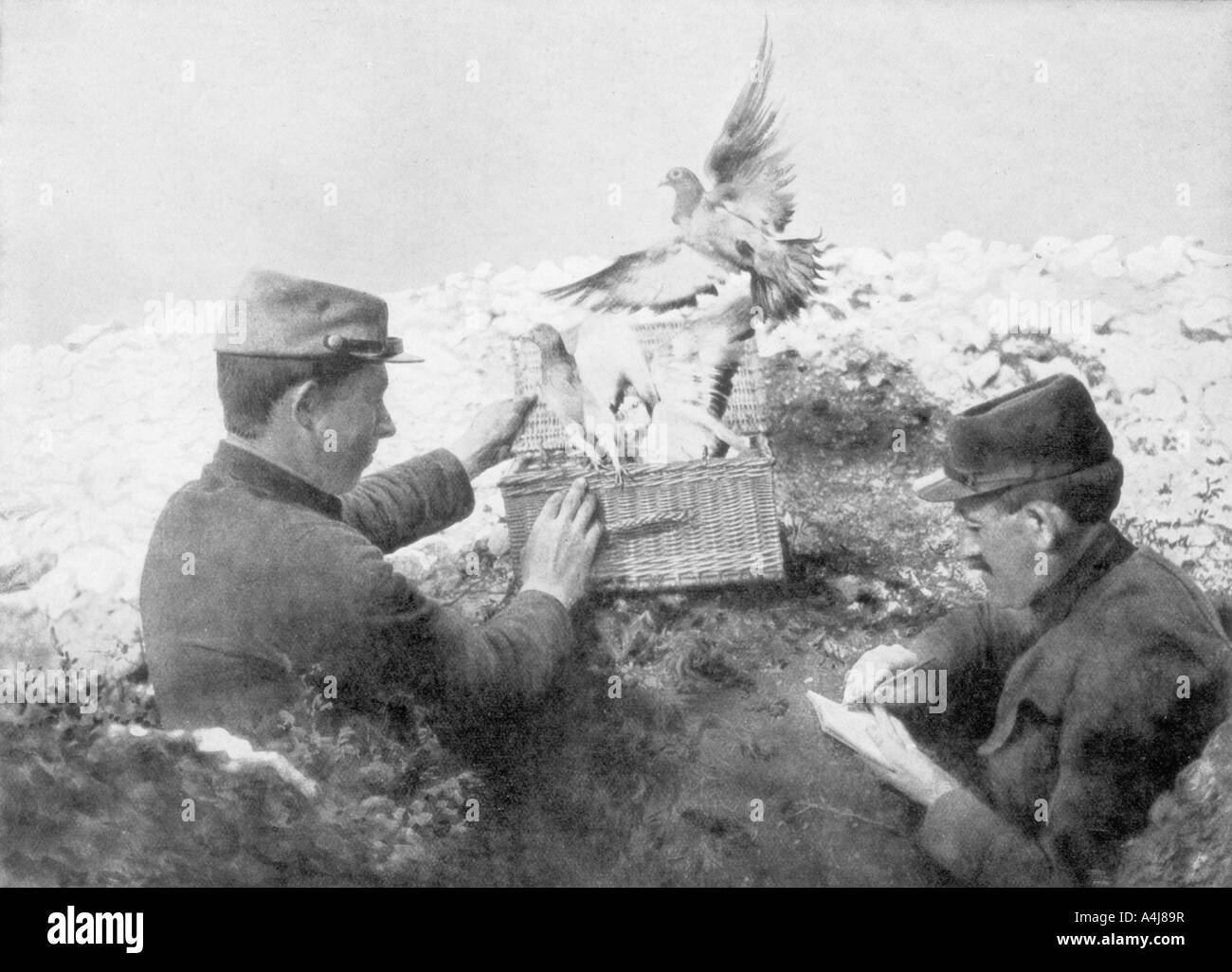 Carrier pigeon wwi hi-res stock photography and images - Alamy