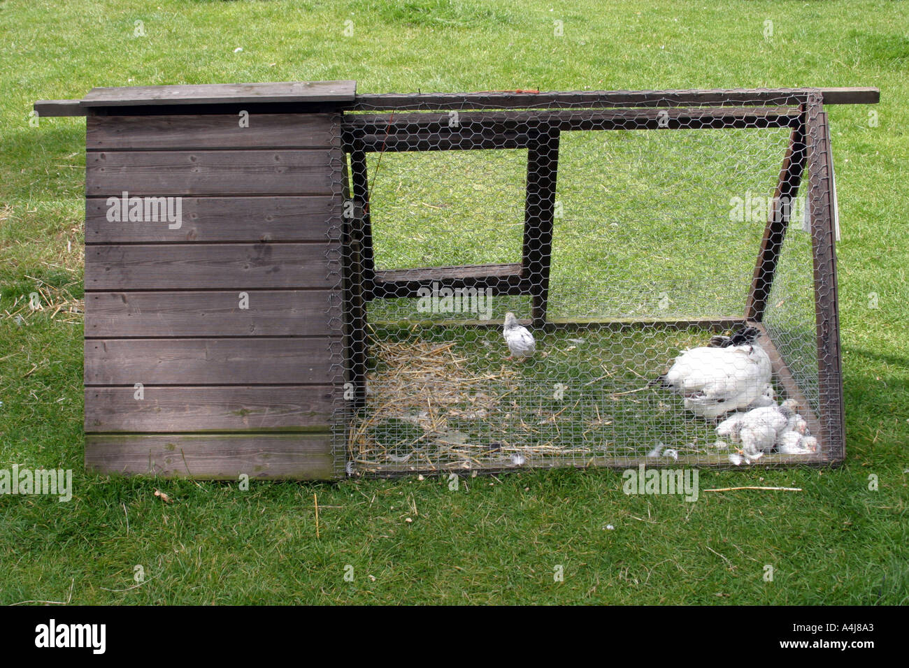 White chickens in a poultry ark Stock Photo - Alamy