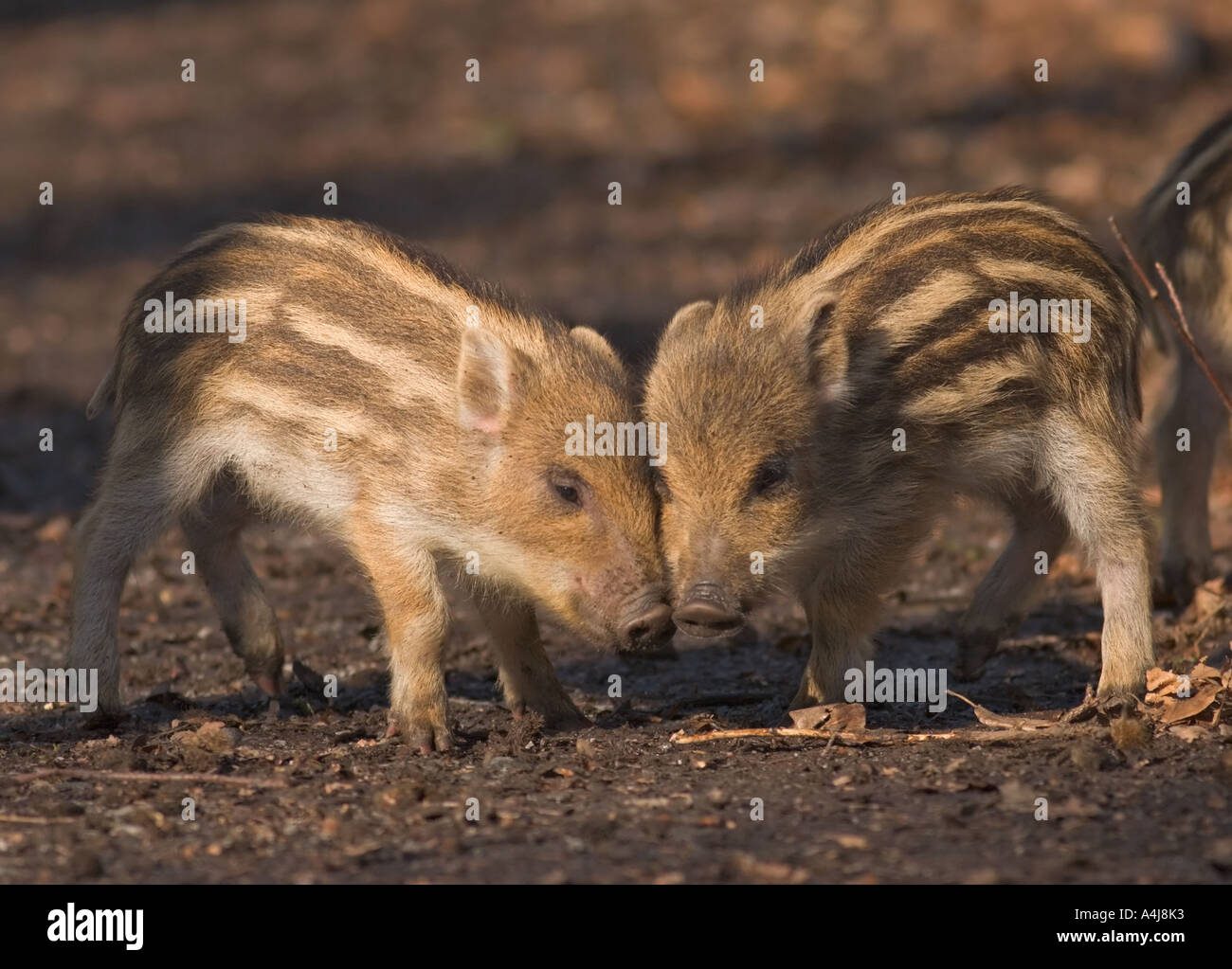 Two boars heads hi-res stock photography and images - Alamy