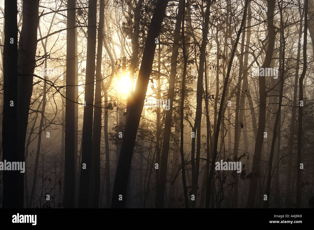 Golden glow of the morning sun coming through a misty woods Stock Photo ...