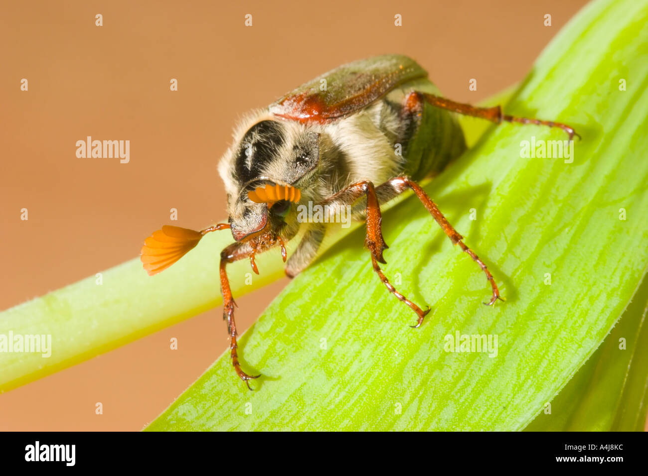 A may bug (melolontha melolontha) on green leaves Stock Photo - Alamy