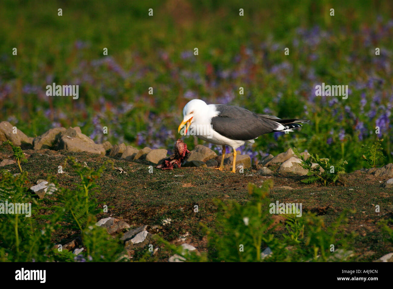 LESSER BLACK BACKED GULL LARUS FUSCUS EATING RABBIT SIDE VIEW Stock ...
