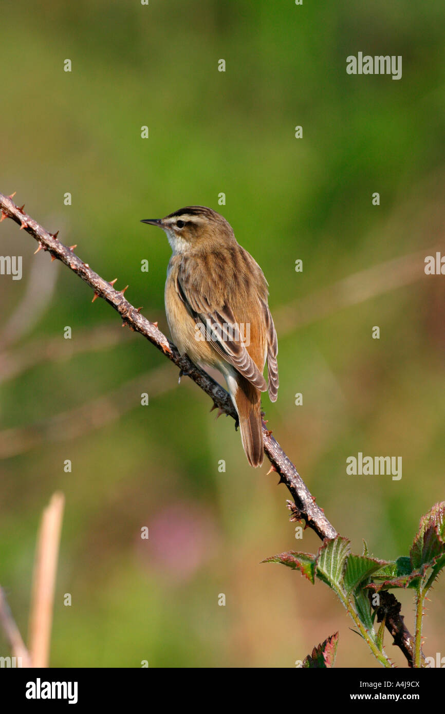SEDGE WARBLER ACROCEPHALUS SCHOENOBAENUS RESTING ON BRAMBLE BACK VIEW ...