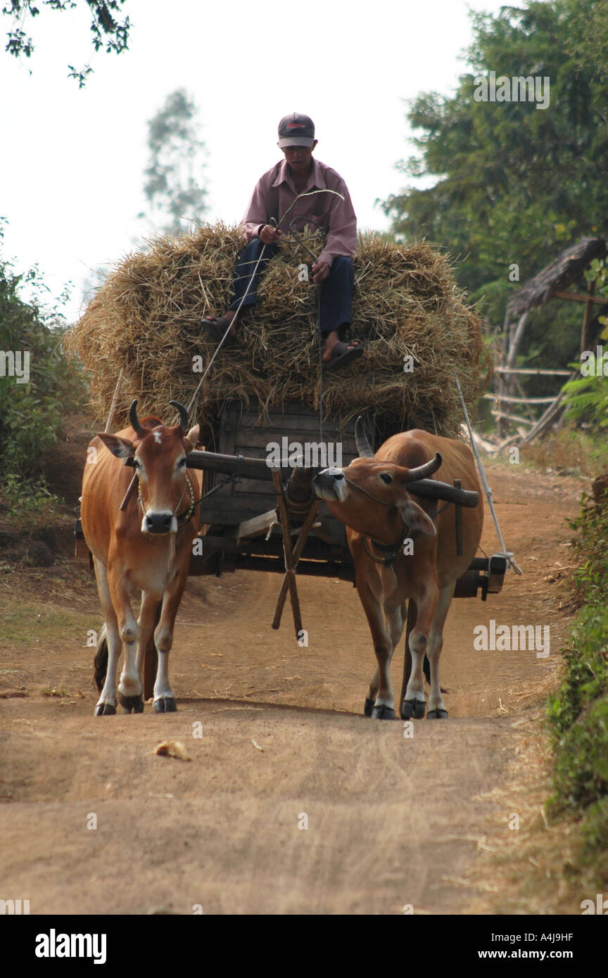Transporting hay hi-res stock photography and images - Alamy