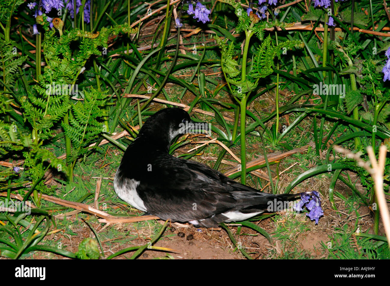Manx shearwater puffinus hi-res stock photography and images - Alamy
