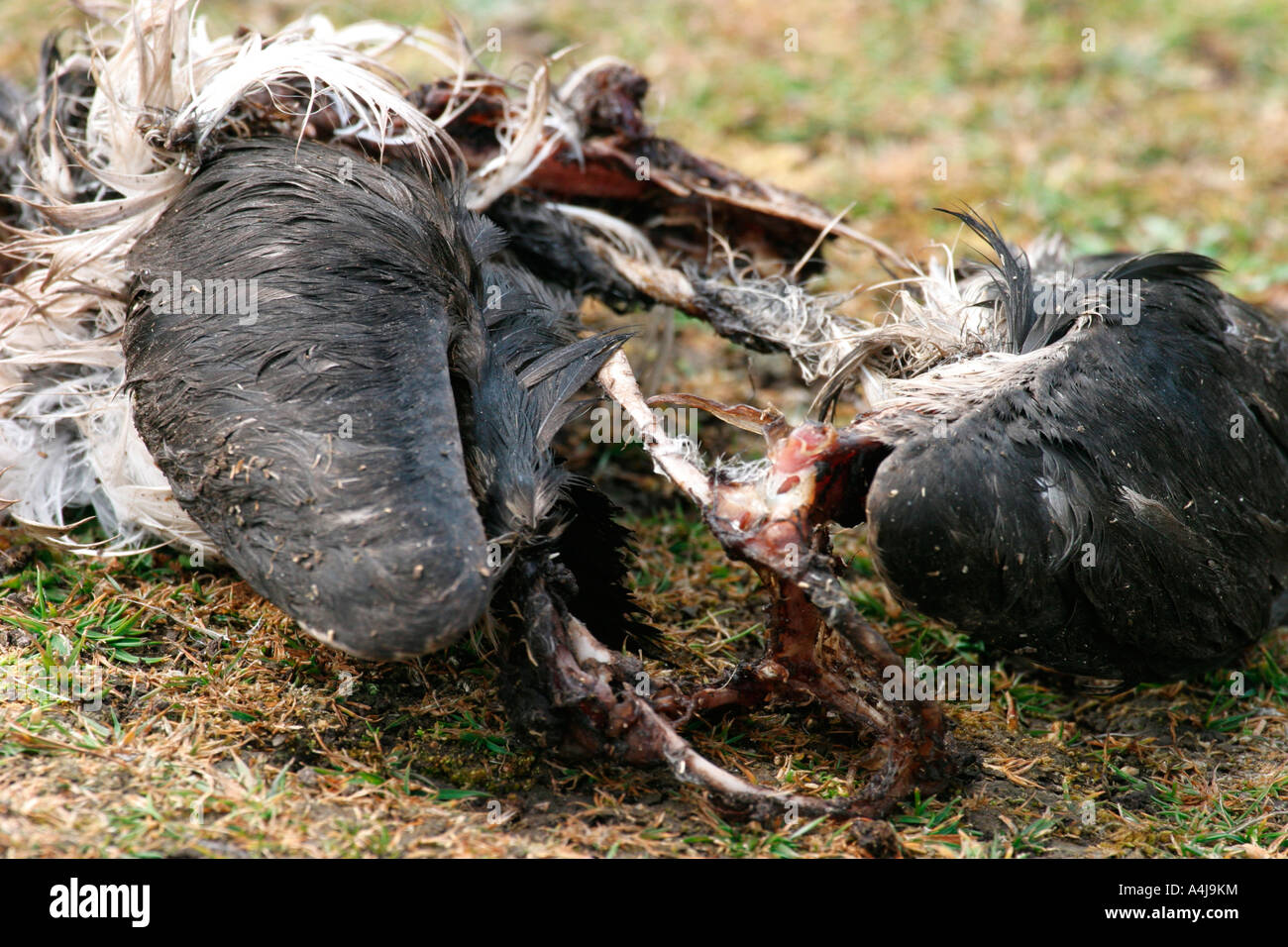MANX SHEARWATER PUFFINUS PUFFINUS PREDATED BY GULLS Stock Photo - Alamy