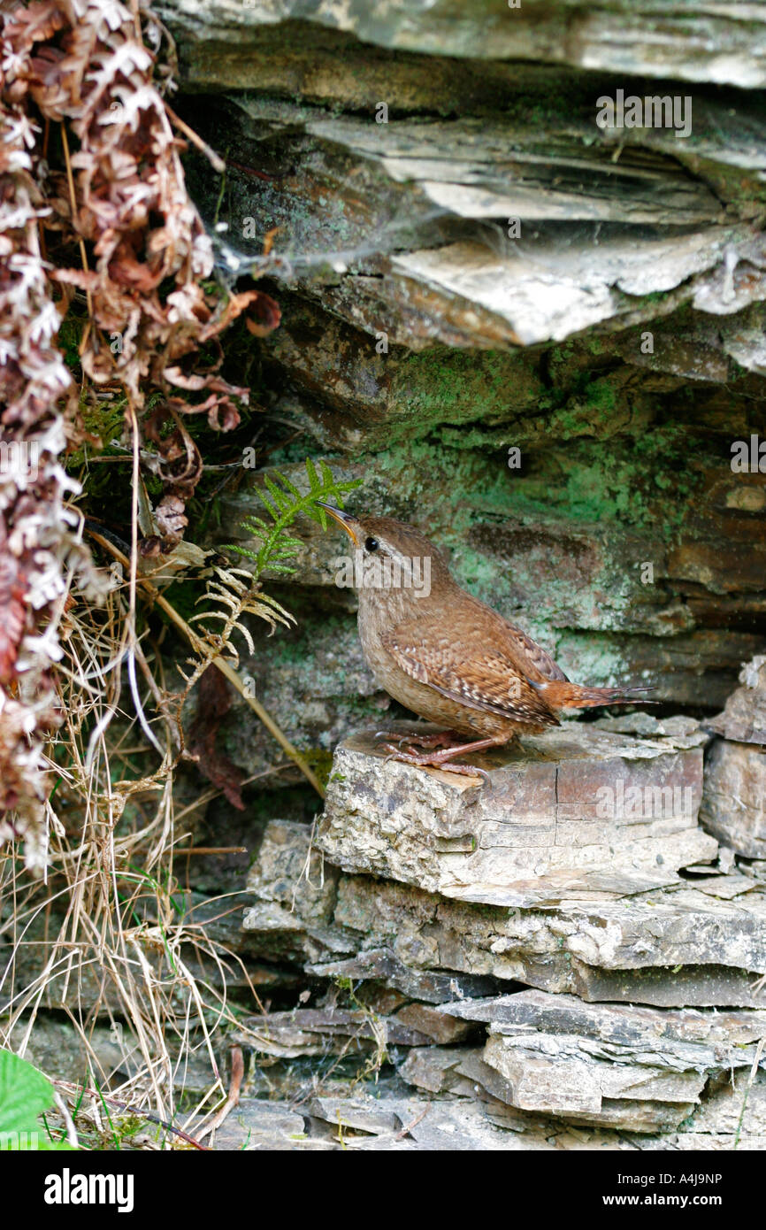Rock wren nest hi-res stock photography and images - Alamy