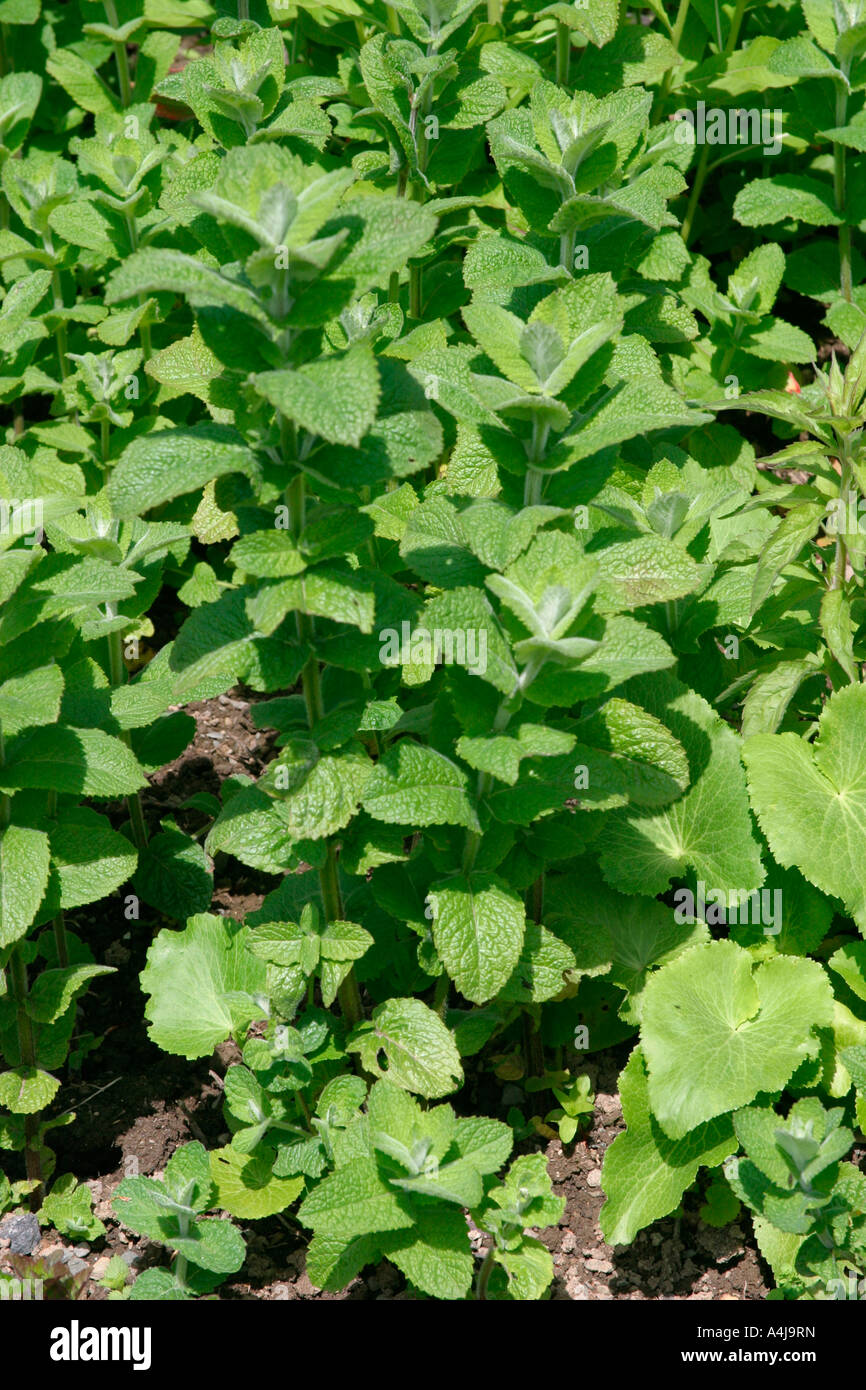 CATMINT GROWING PLANTS Stock Photo - Alamy