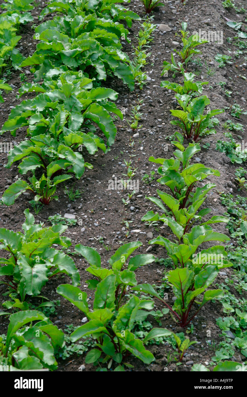 BEETROOT SHOWING SUCESSIONAL SOWING Stock Photo - Alamy