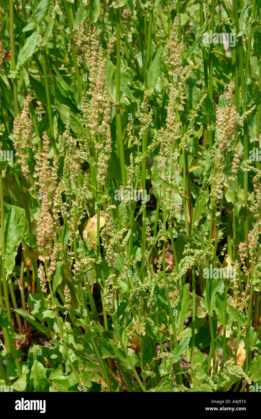 SORREL GROWING PLANTS Stock Photo - Alamy