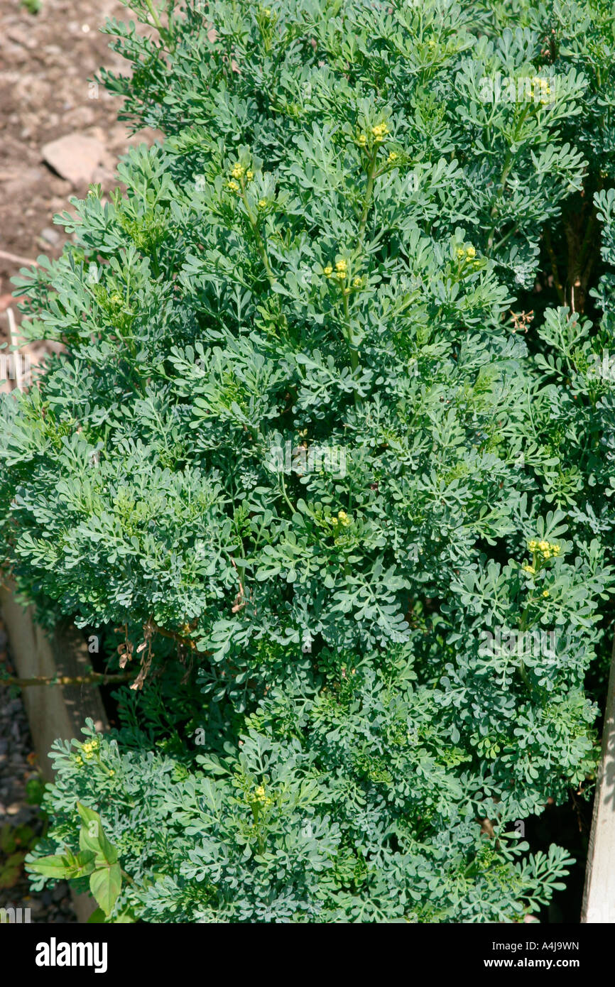 RUE GROWING PLANTS Stock Photo - Alamy