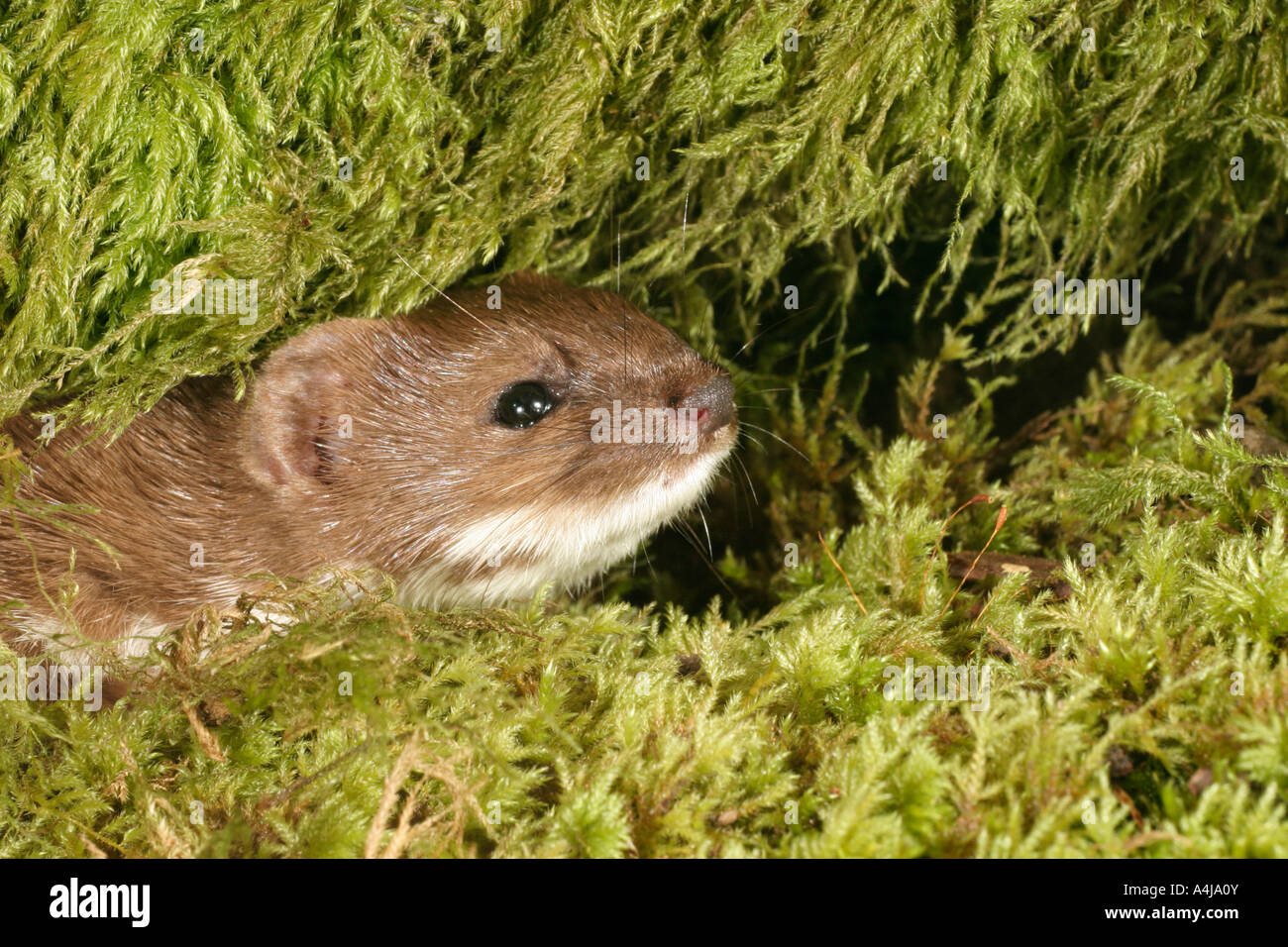 WEASEL MUSTELA NIVALIS LOOKING OUT OF HOLE IN MOSSY LOG SIDE VIEW Stock ...