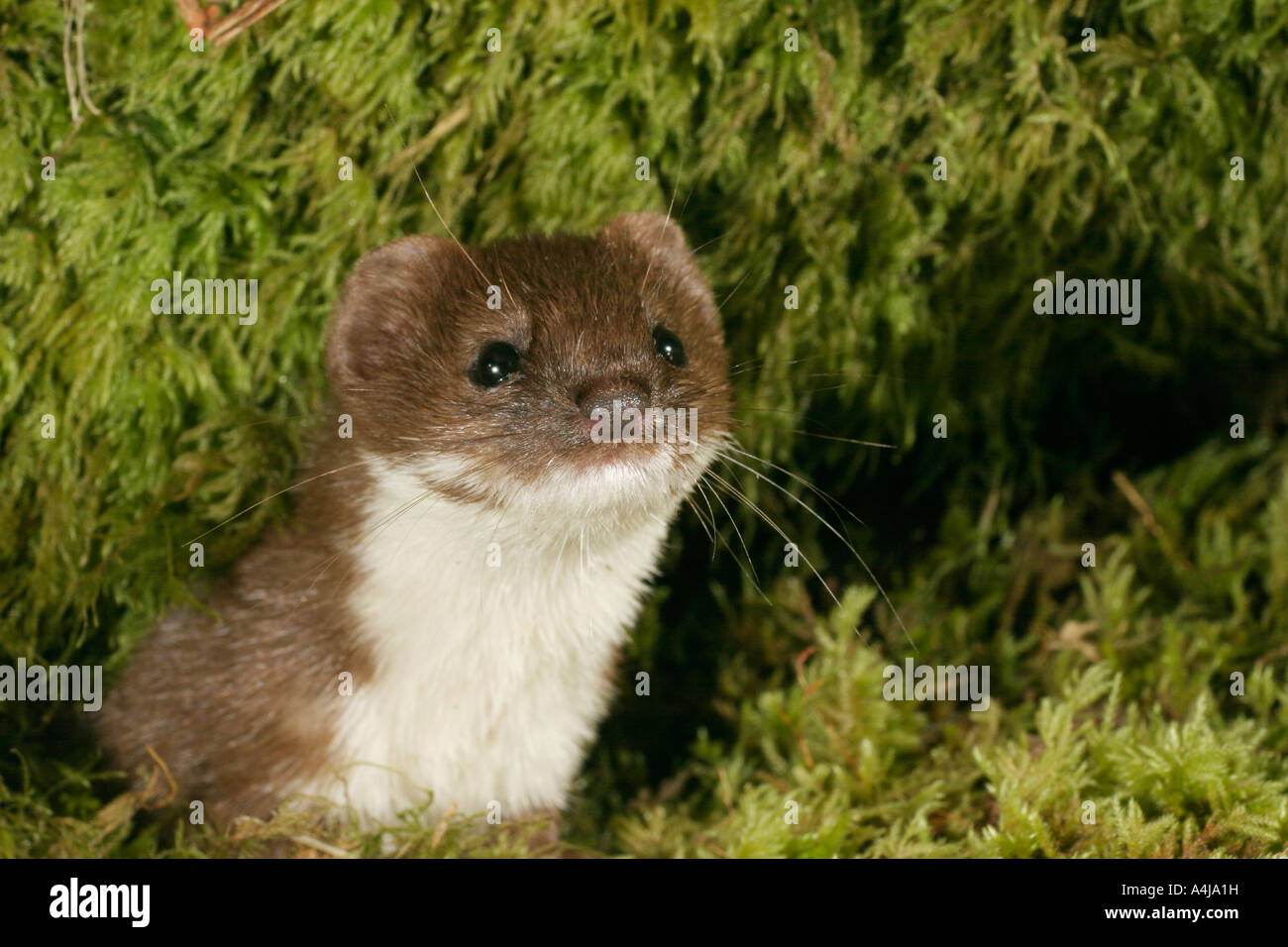 WEASEL MUSTELA NIVALIS HEAD AND SHOULDERS FRONT VIEW Stock Photo - Alamy
