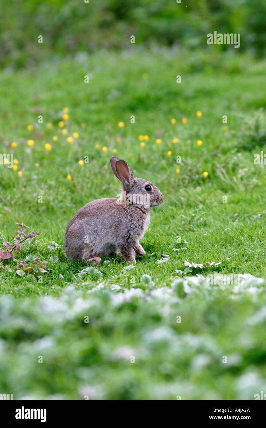 RABBIT ORYCTOLAGUS CUNICULUS ON GRASS SIDE VIEW Stock Photo - Alamy