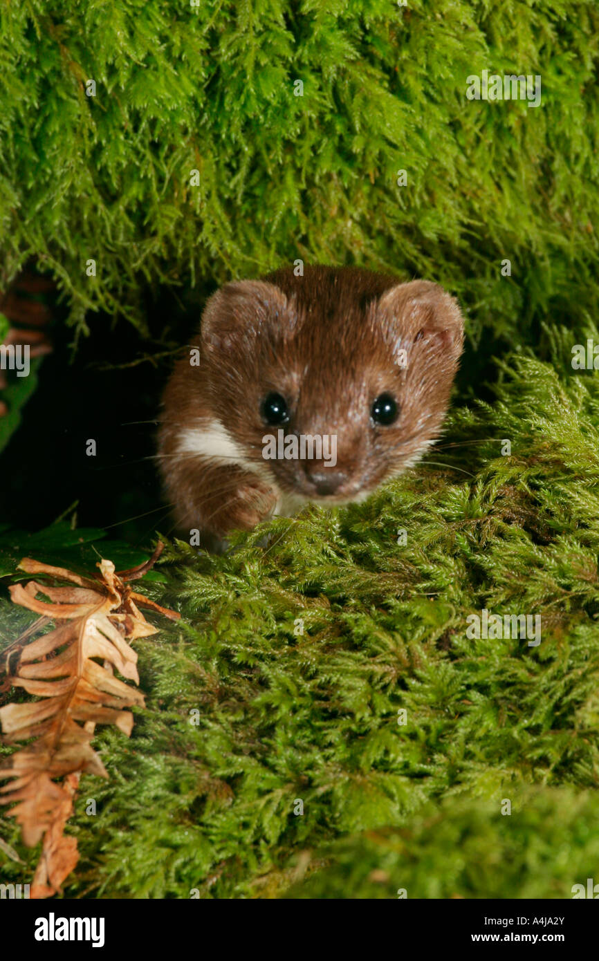 WEASEL MUSTELA NIVALIS COMING OUT OF HOLE FRONT VIEW Stock Photo - Alamy