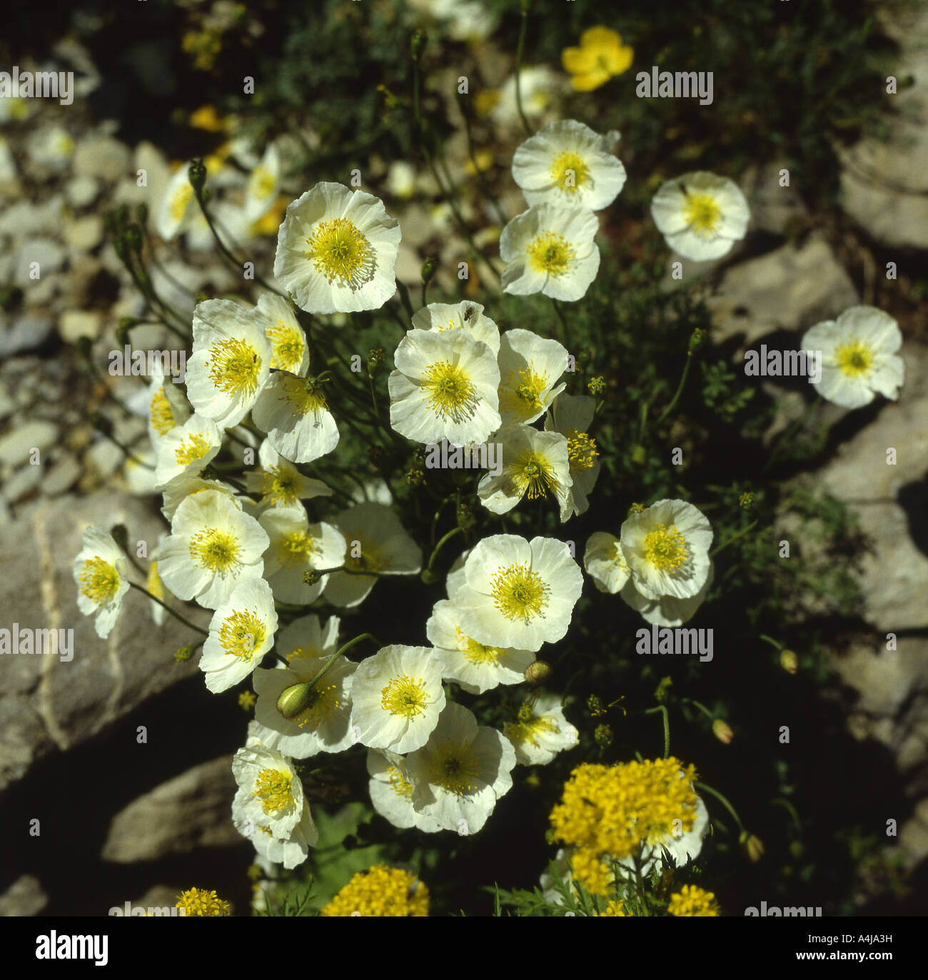Alpine Poppy Papaver alpinum Stock Photo - Alamy