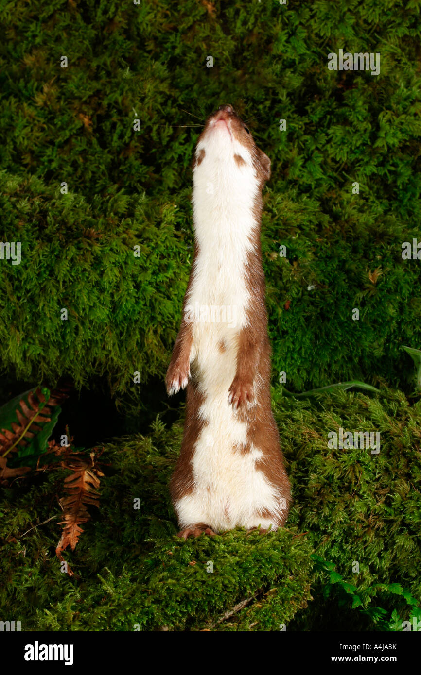 WEASEL MUSTELA NIVALIS STANDING ON BACK LEGS FRONT VIEW Stock Photo - Alamy