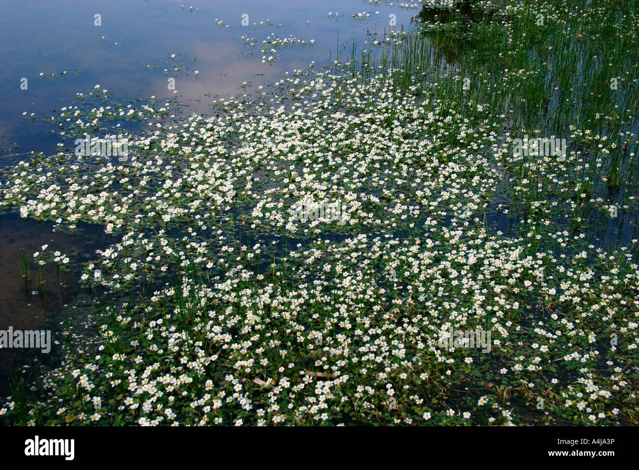 WATER CROWFOOT RANUNCULUS AQUALATILIS IN FLOWER Stock Photo - Alamy