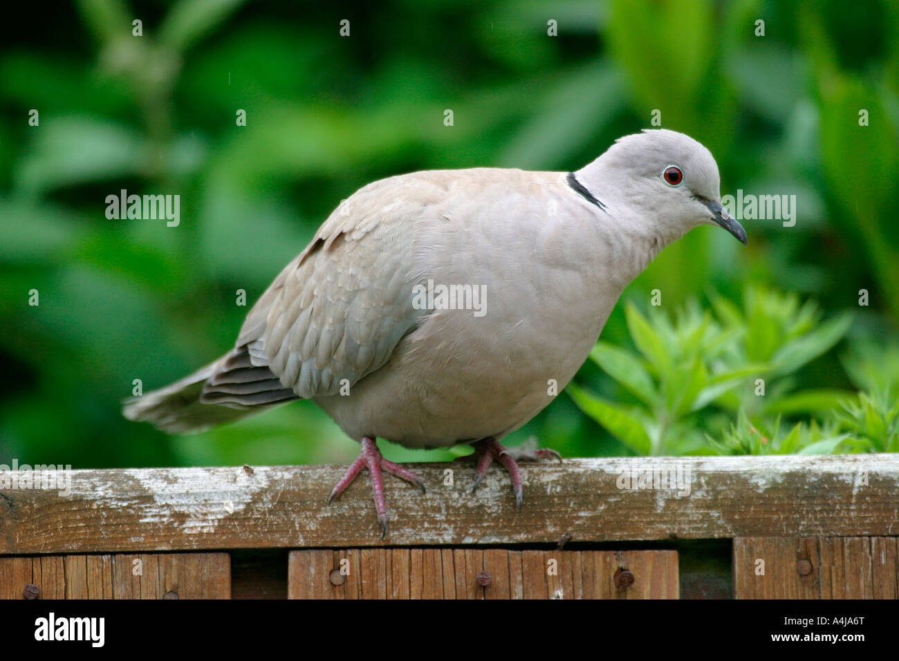 COLLARED DOVE STREPTOPELIA DECAOCTO ON GARDEN SEAT FRONT VIEW Stock ...