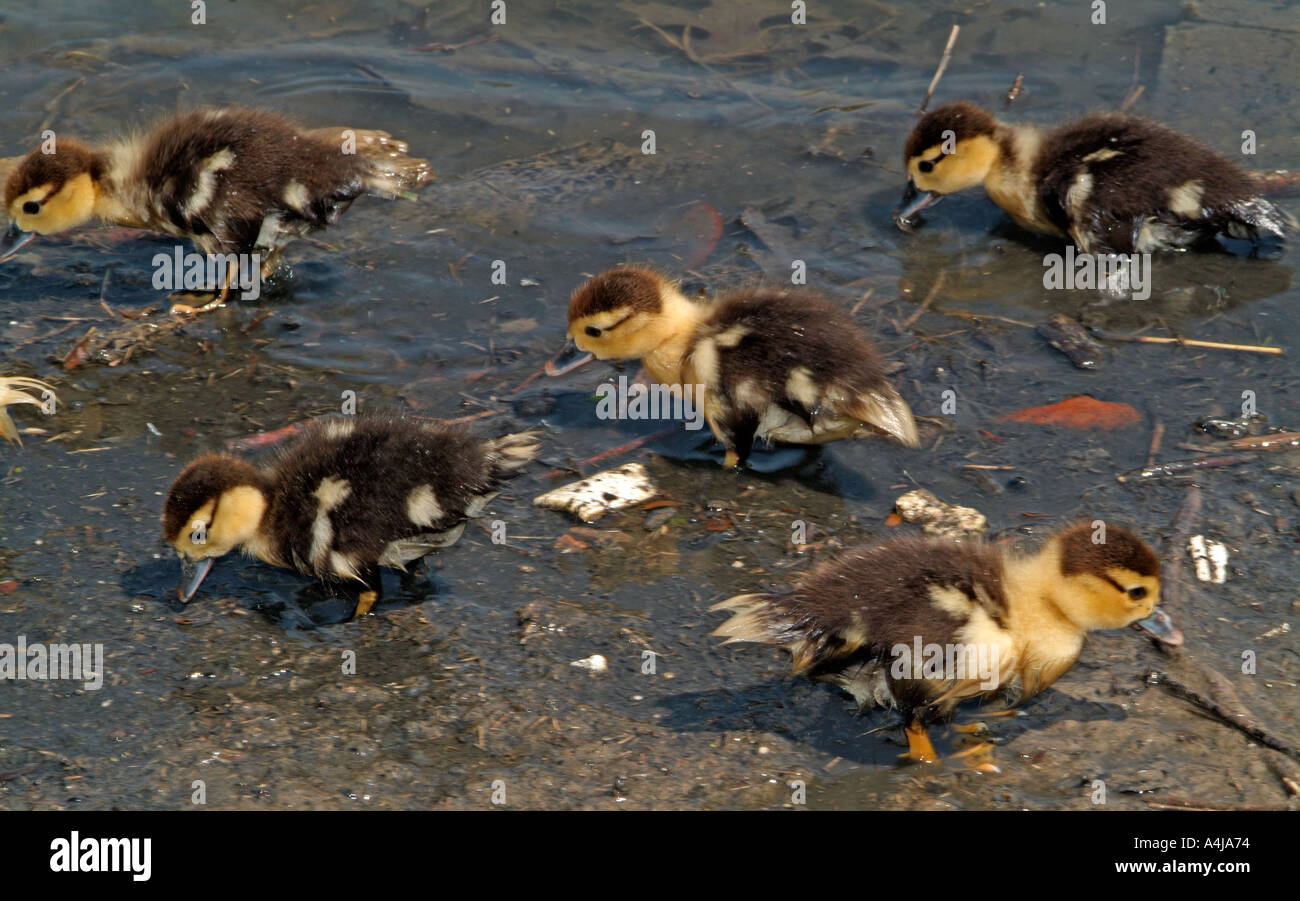 Muscovy duck ducklings Stock Photo - Alamy