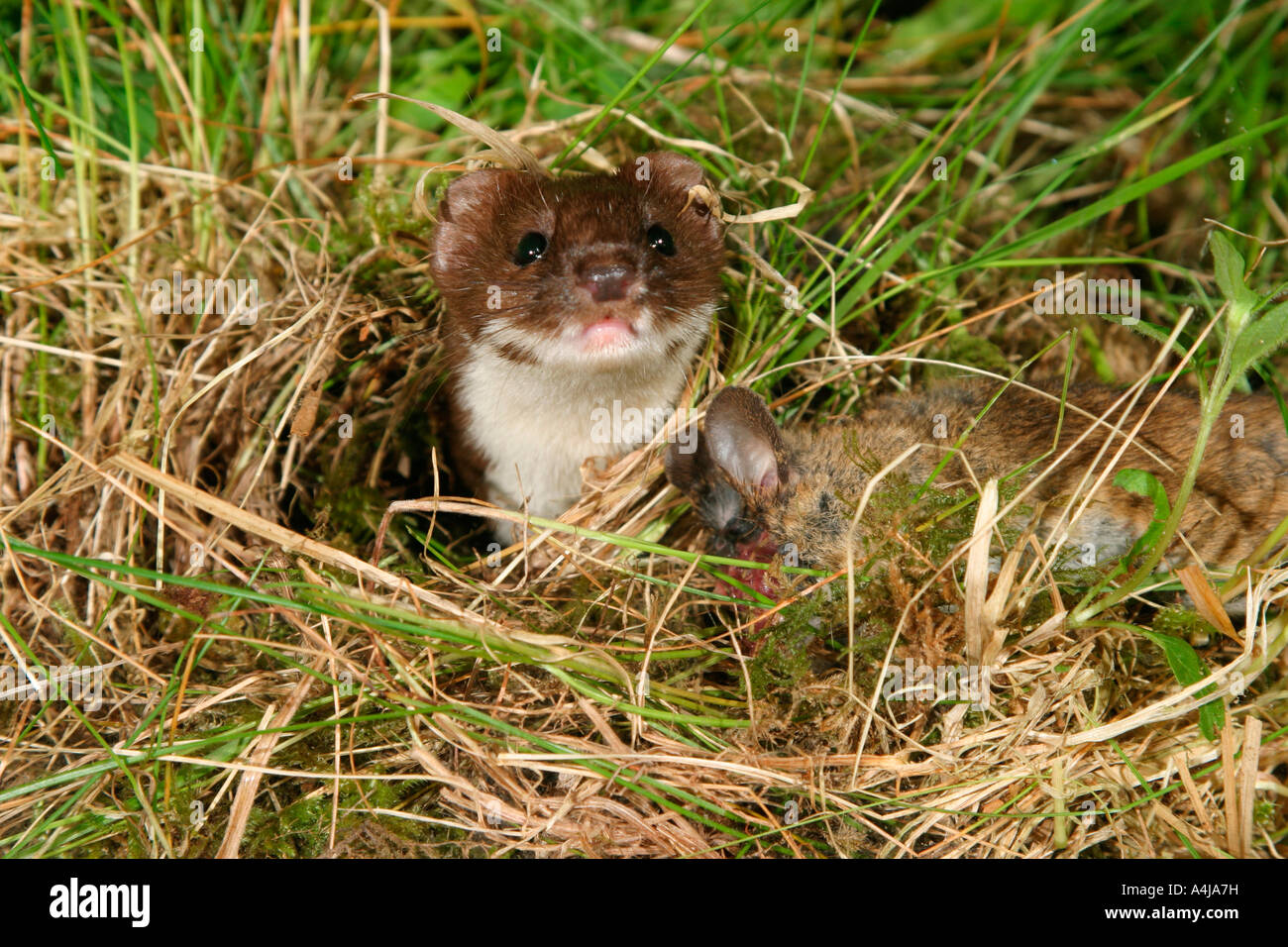 Weasel With Mouse High Resolution Stock Photography and Images - Alamy