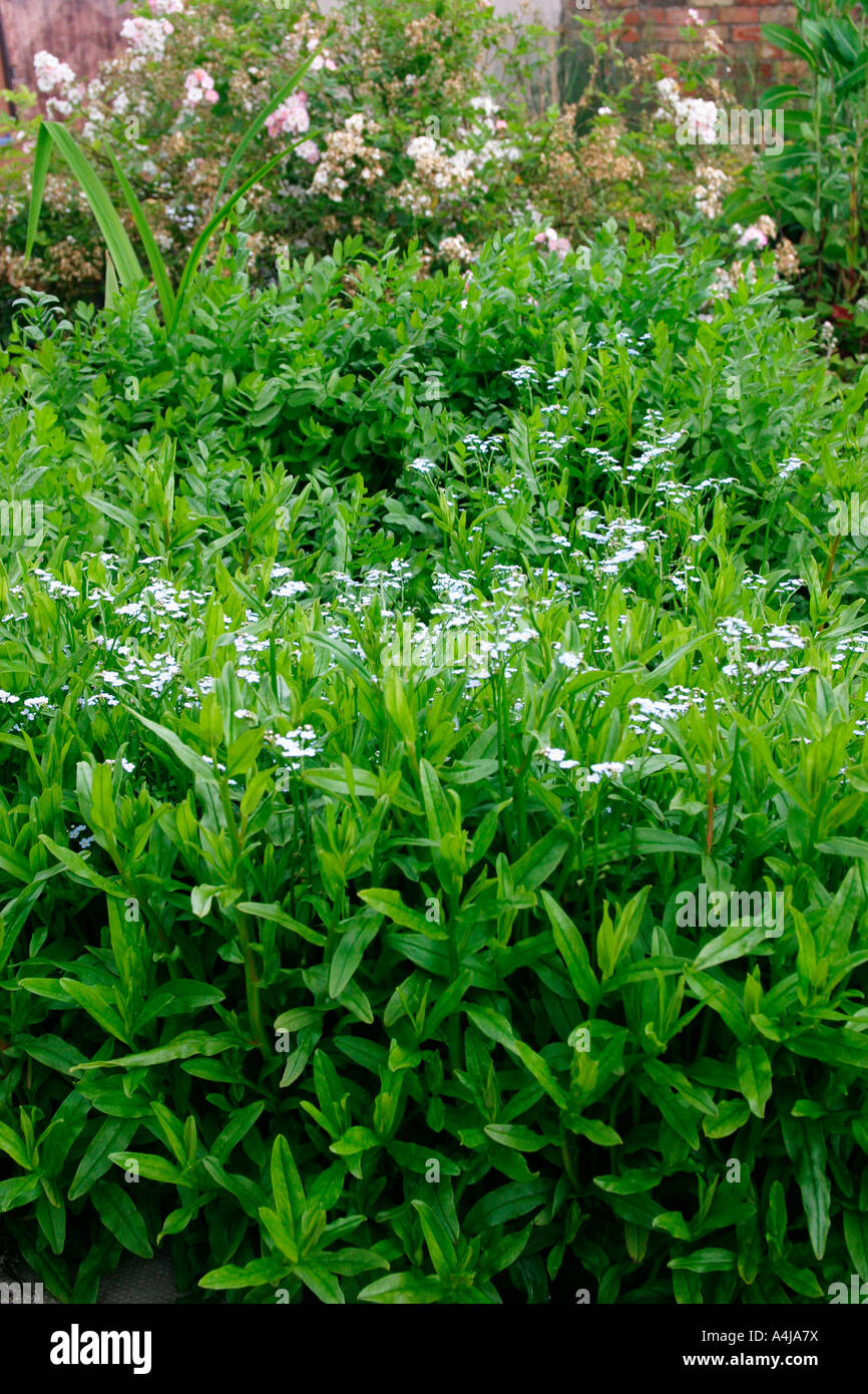 Vegetable filter hi-res stock photography and images - Alamy