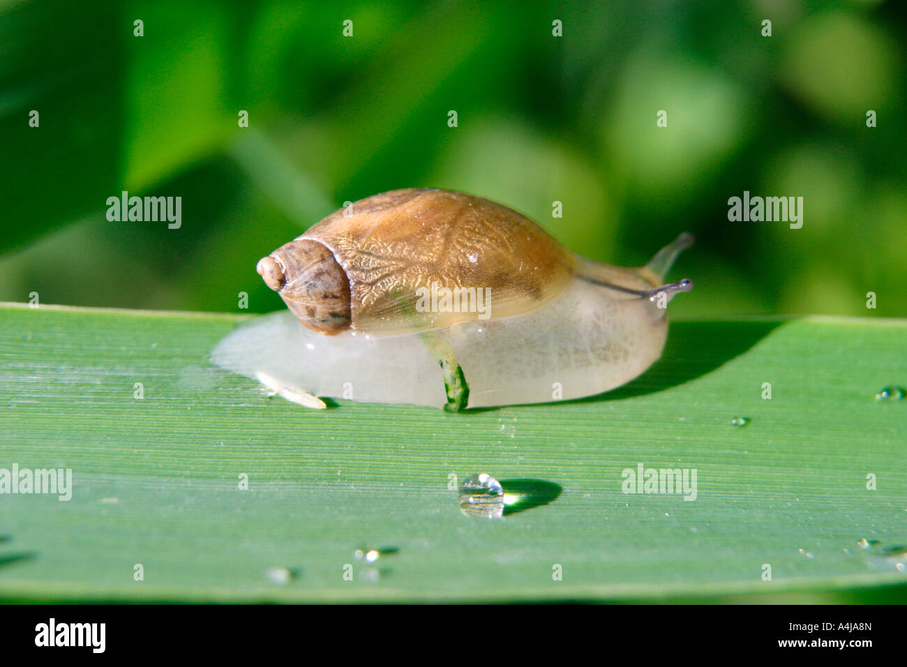 MARSH SNAIL ON REED LEAF SIDE VIEW Stock Photo - Alamy