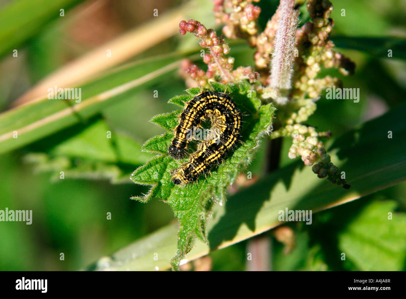 SMALL TORTOISESHELL CATERPILLAR ON NETTLE BACK VIEW Stock Photo - Alamy