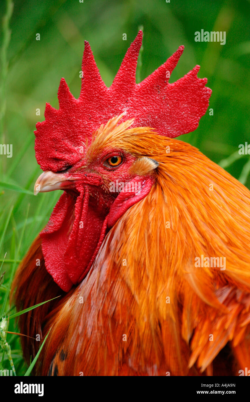 COCKEREL SHOWING COMB SIDE VIEW Stock Photo - Alamy