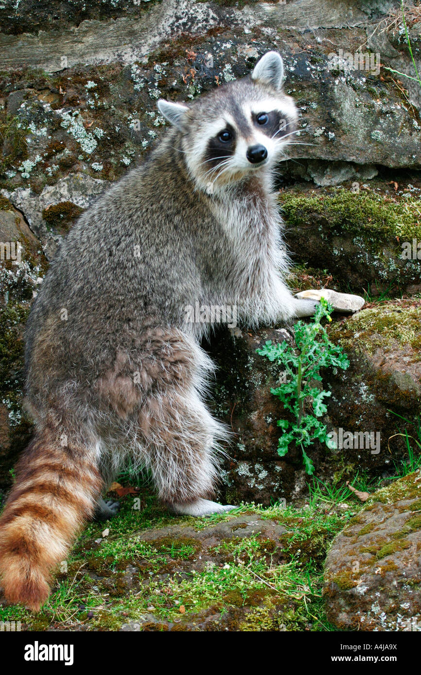 RACOON IN ROCKS SIDE VIEW Stock Photo - Alamy