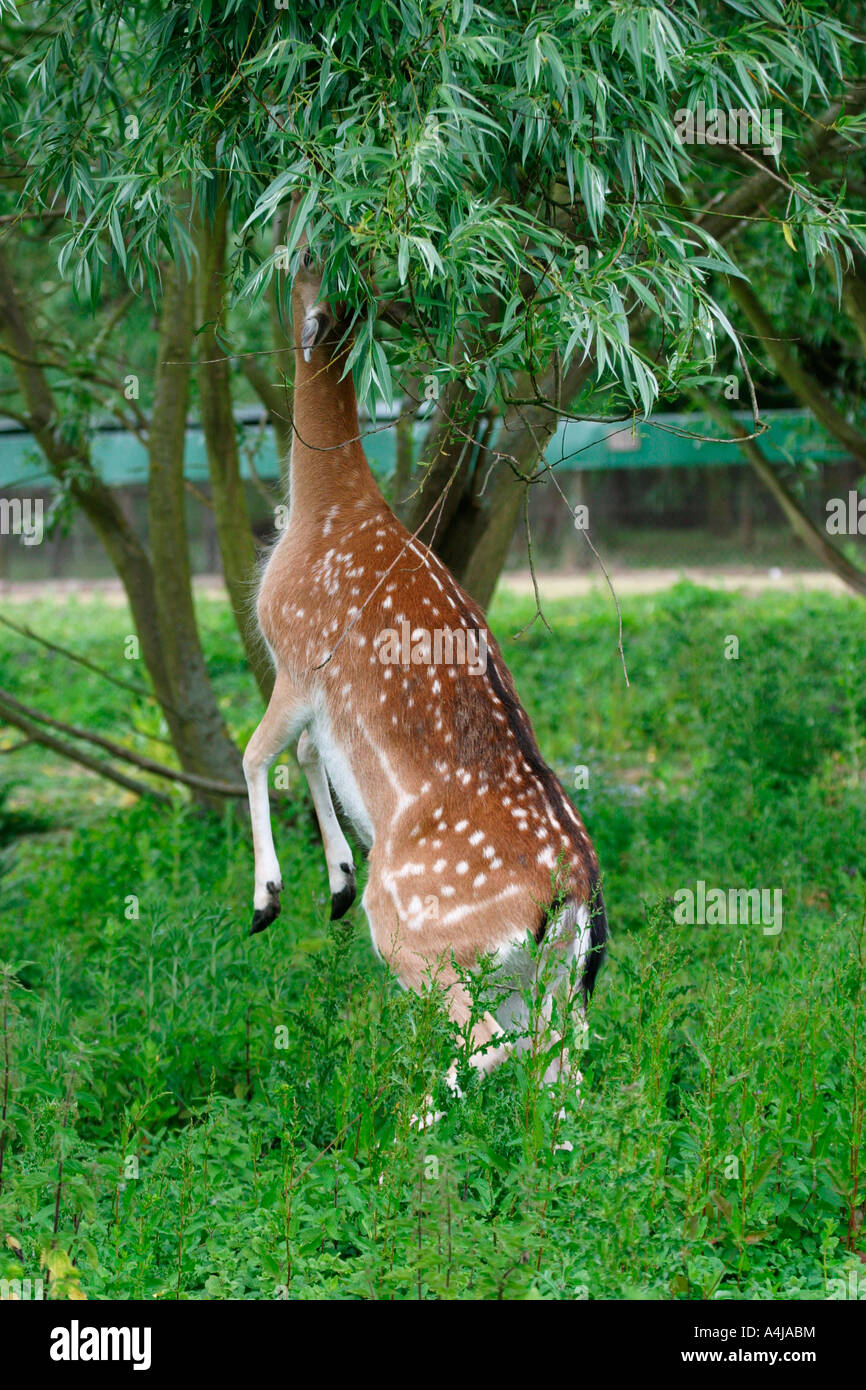 SPOTTED DEER BROWSING WILLOW TREE BACK VIEW Stock Photo - Alamy