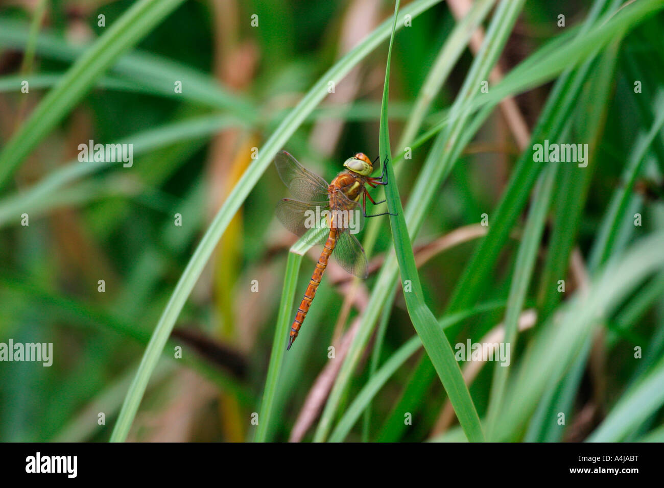 NORFOLK HAWKER DRAGONFLY ON GRASS SIDE VIEW Stock Photo - Alamy