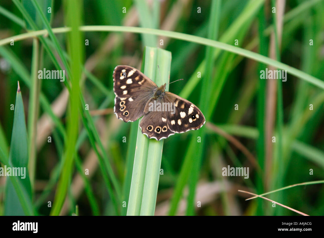 Speckled wood on grass hi-res stock photography and images - Alamy