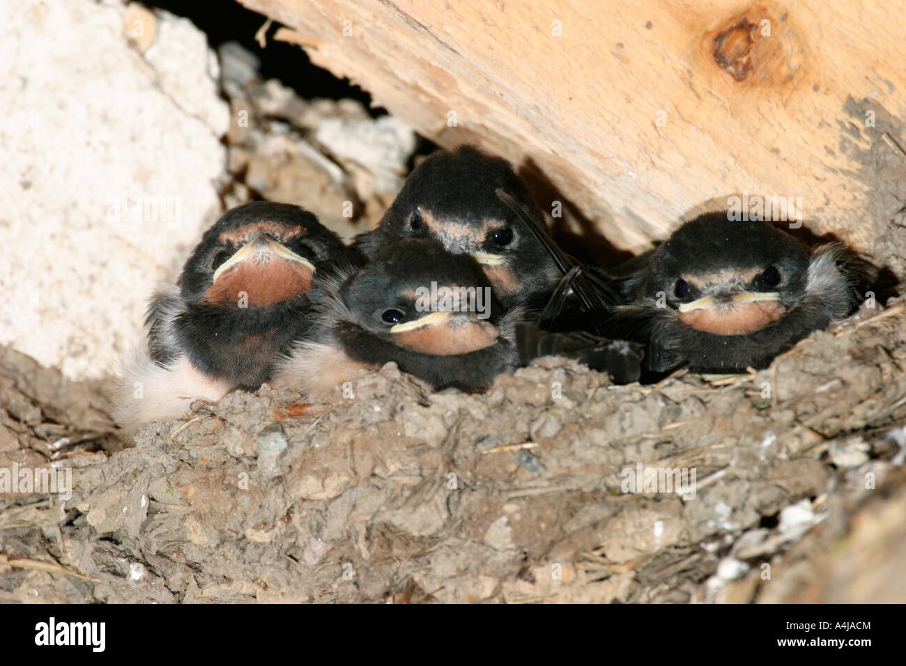 SWALLOW HIRUNDO RUSTICA NESTLINGS IN NEST FRONT VIEW CLOSE UP Stock ...