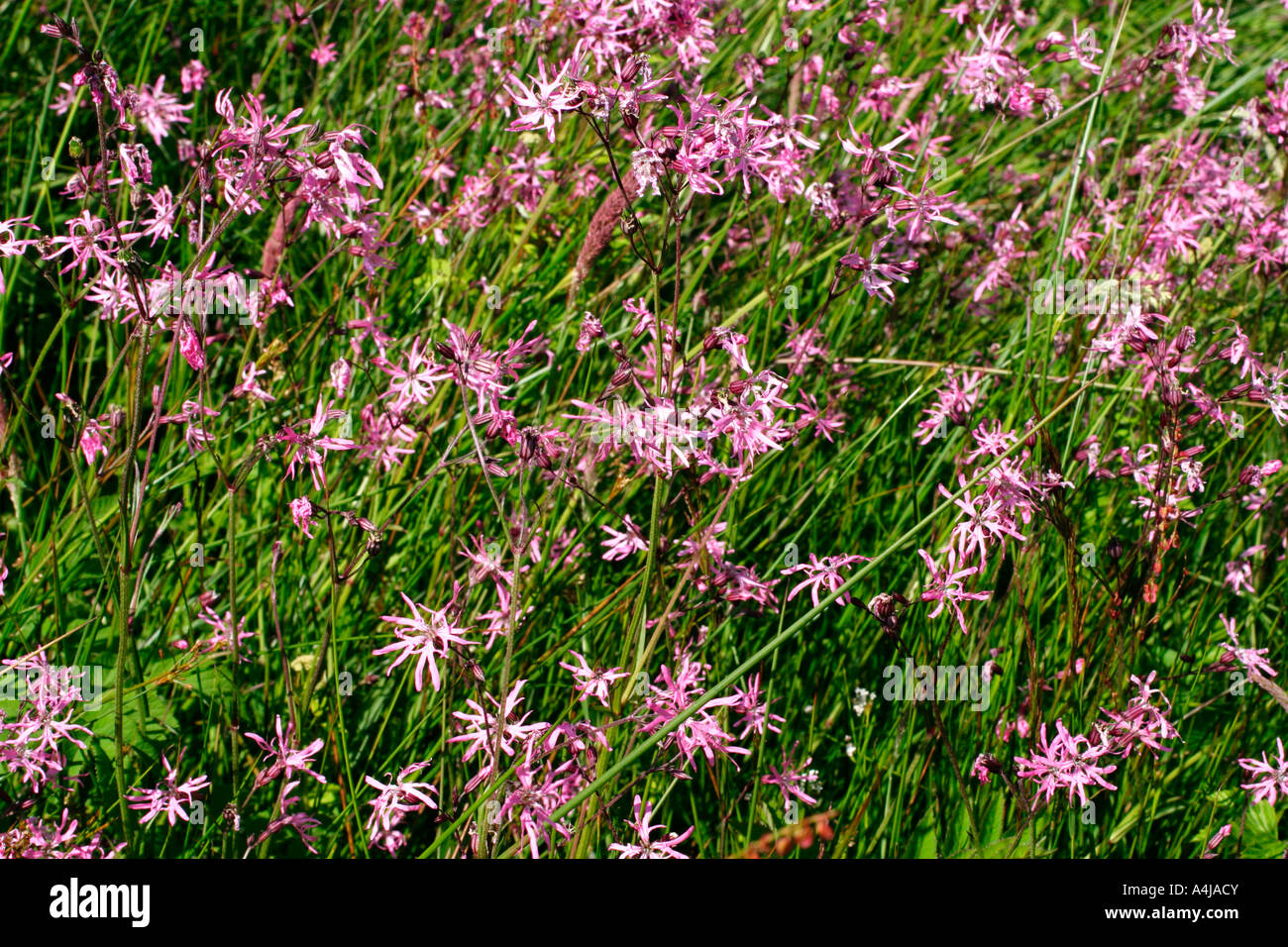 RAGGED ROBIN LYCHNIS FLOS CUCULI CLOSE UP OF FLOWERS Stock Photo - Alamy