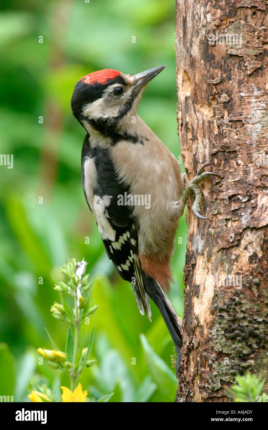 GREAT SPOTTED WOODPECKER DENDROCOPUS MAJOR JUVENILE SIDE VIEW ON TREE ...