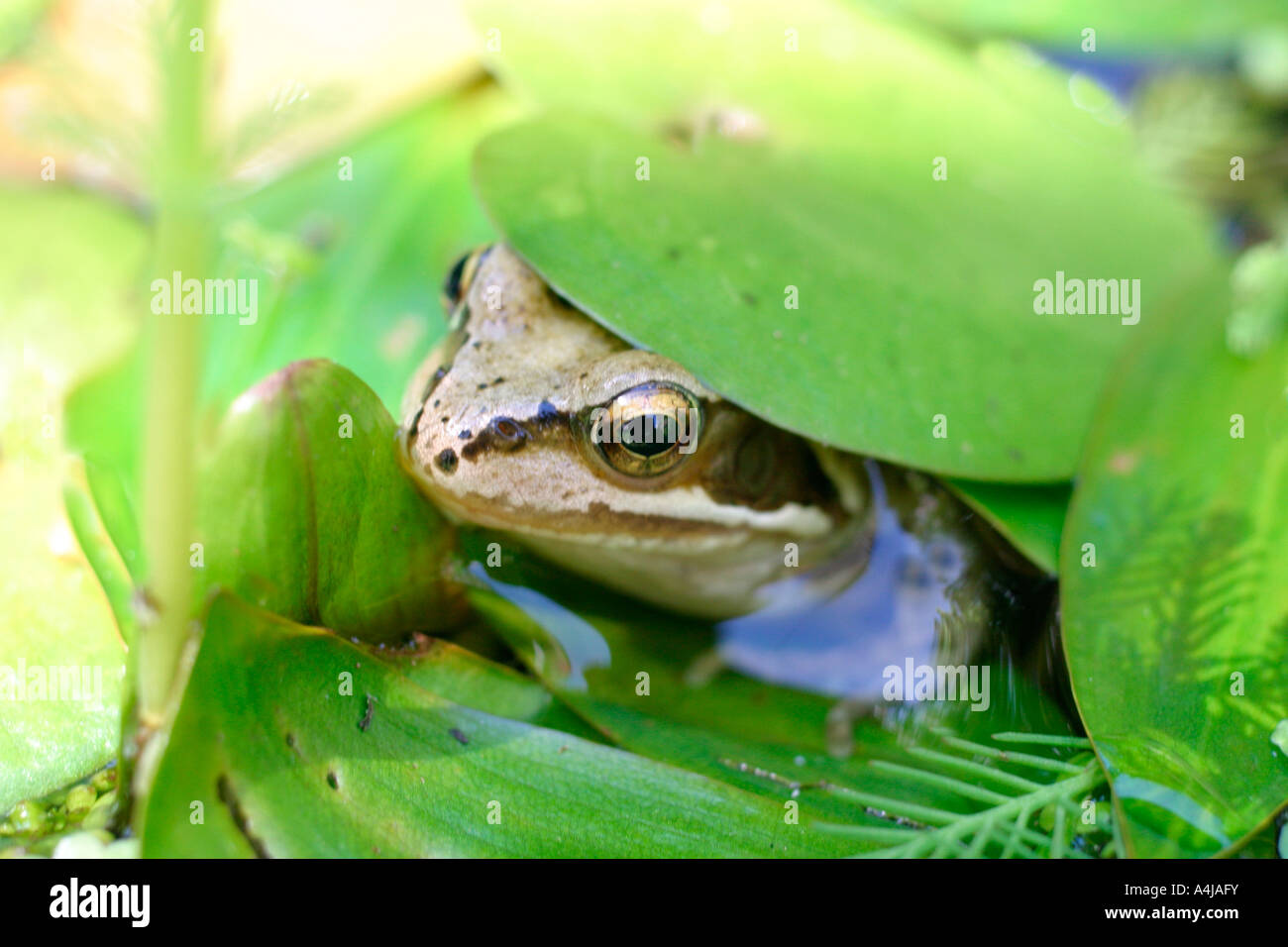 COMMON FROG RANA TEMPORIA LOOKS OUT FROM FLOATING PLANTS Stock Photo ...