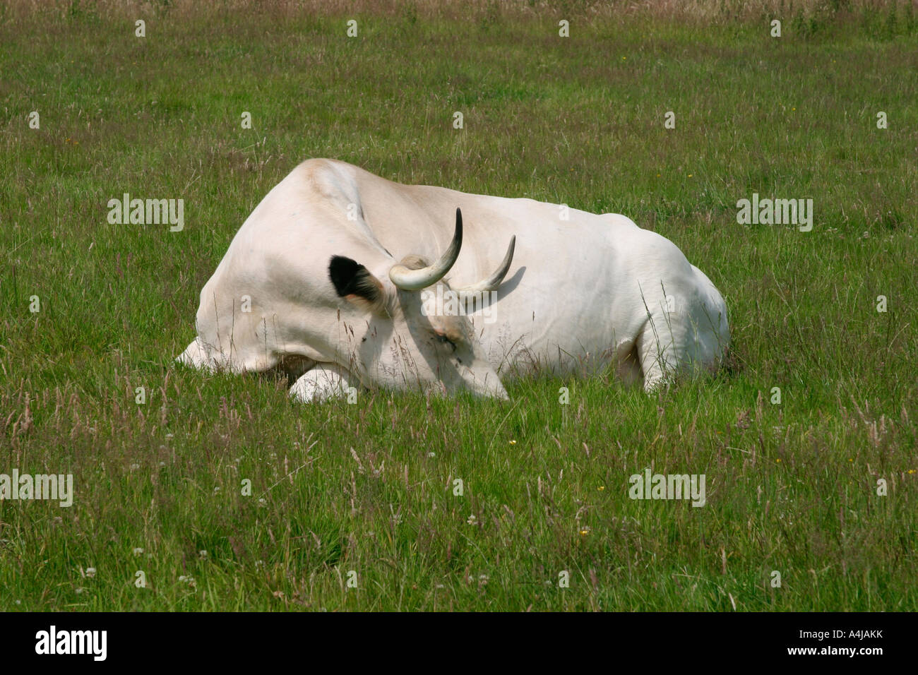 WHITE PARK CATTLE COW SLEEPING SV Stock Photo - Alamy