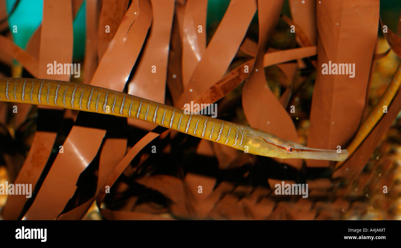 SNAKE PIPEFISH ENTELURUS AEQUOREUS SIDE VIEW CLOSE UP Stock Photo - Alamy