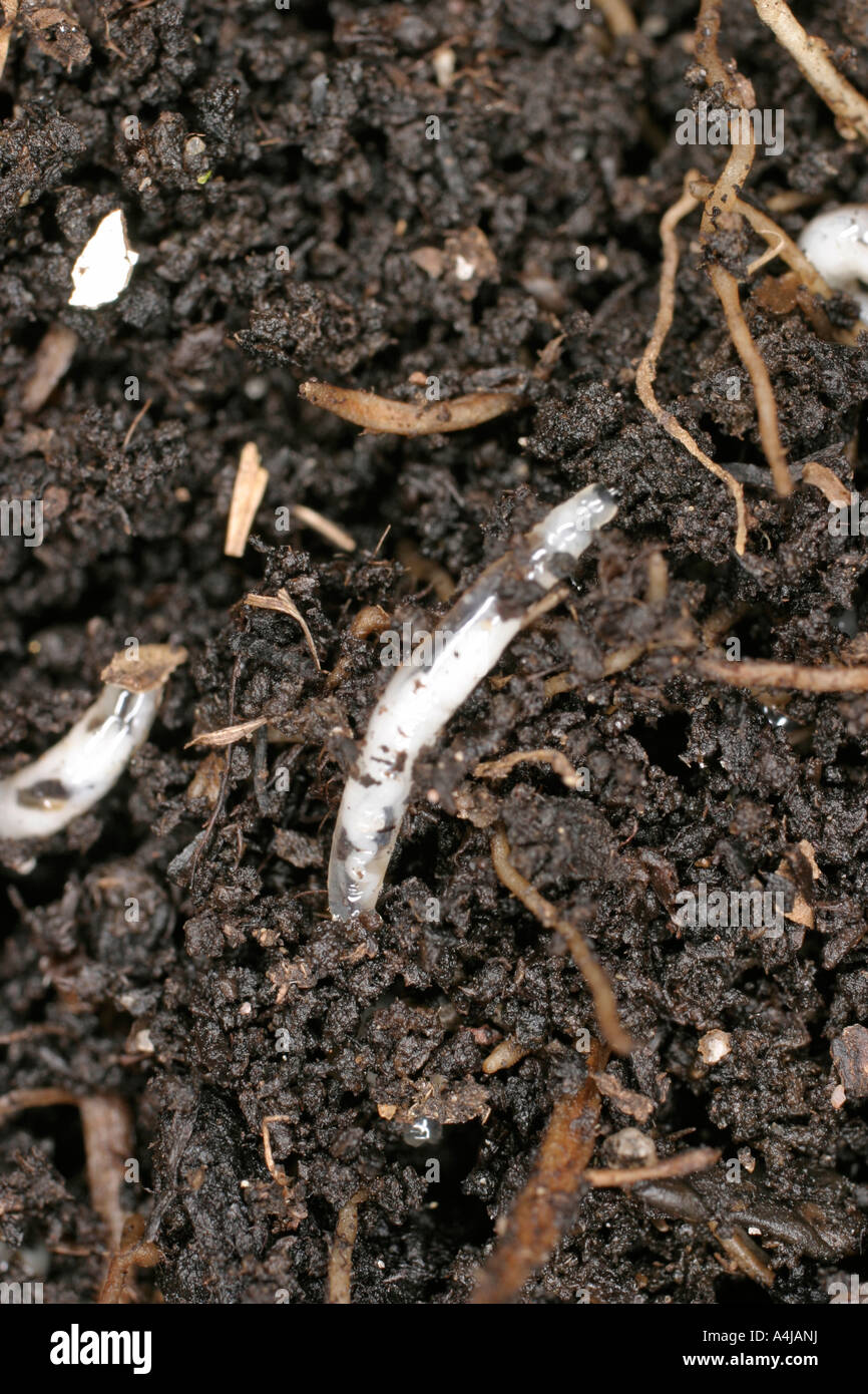 Fungus Gnat Larvae