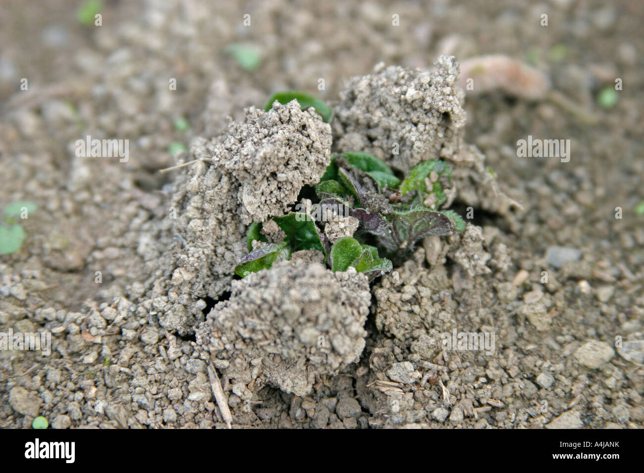 POTATO ROCKET CLOSE UP OF PLANT BREAKING THROUGH SOIL Stock Photo - Alamy