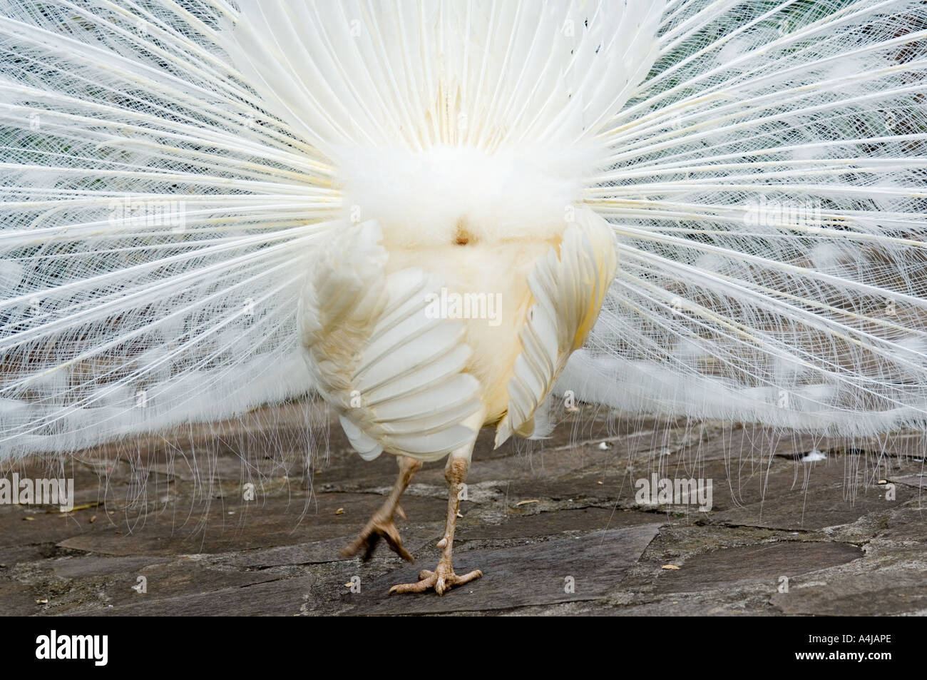 Blue and white peacocks hi-res stock photography and images - Alamy