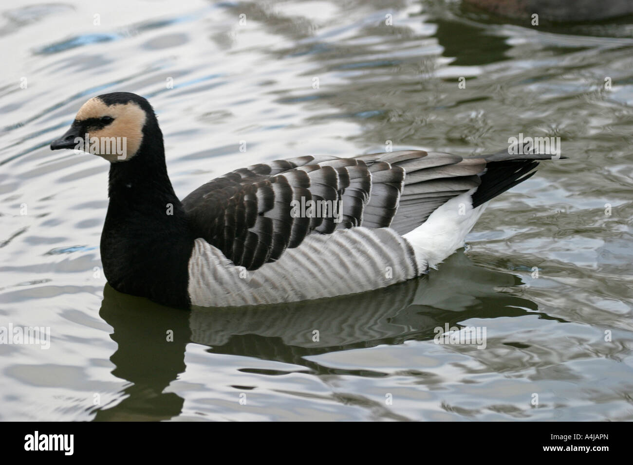 Barnacle goose swimming hi-res stock photography and images - Alamy